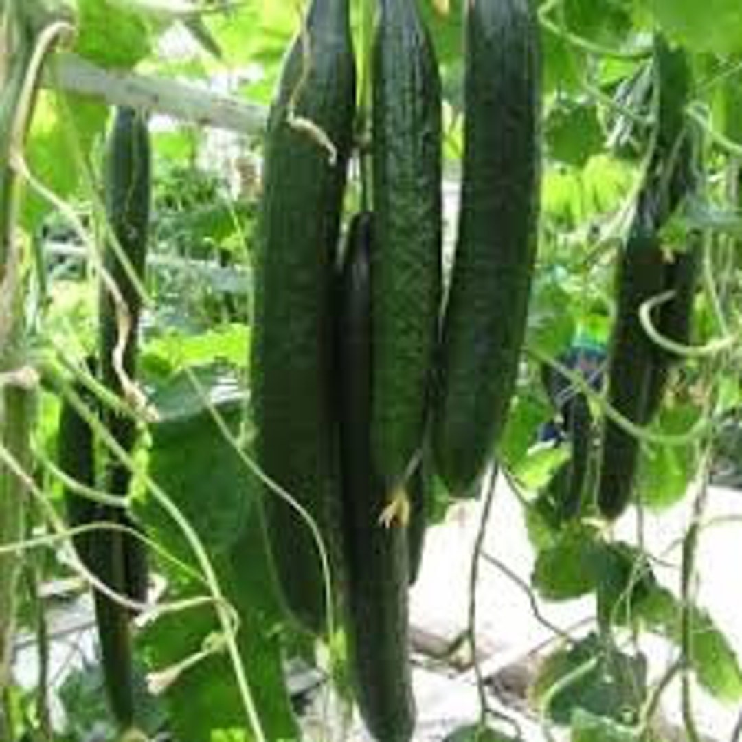 Suyo Long Cucumber Seeds - Etsy