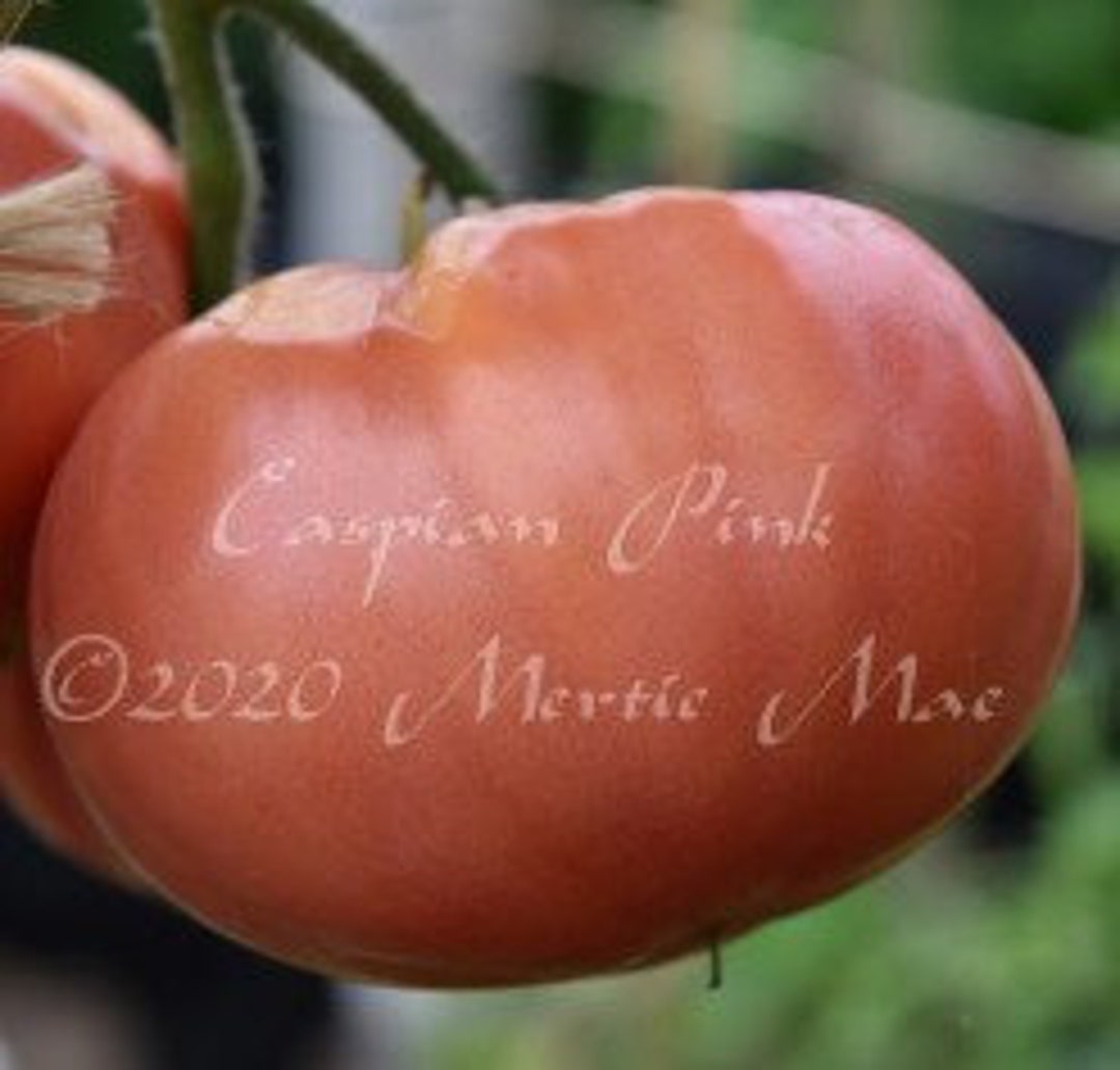 Caspian Pink Tomato Seeds -- Organically Grown, Non-gmo, Heirloom, Made ...