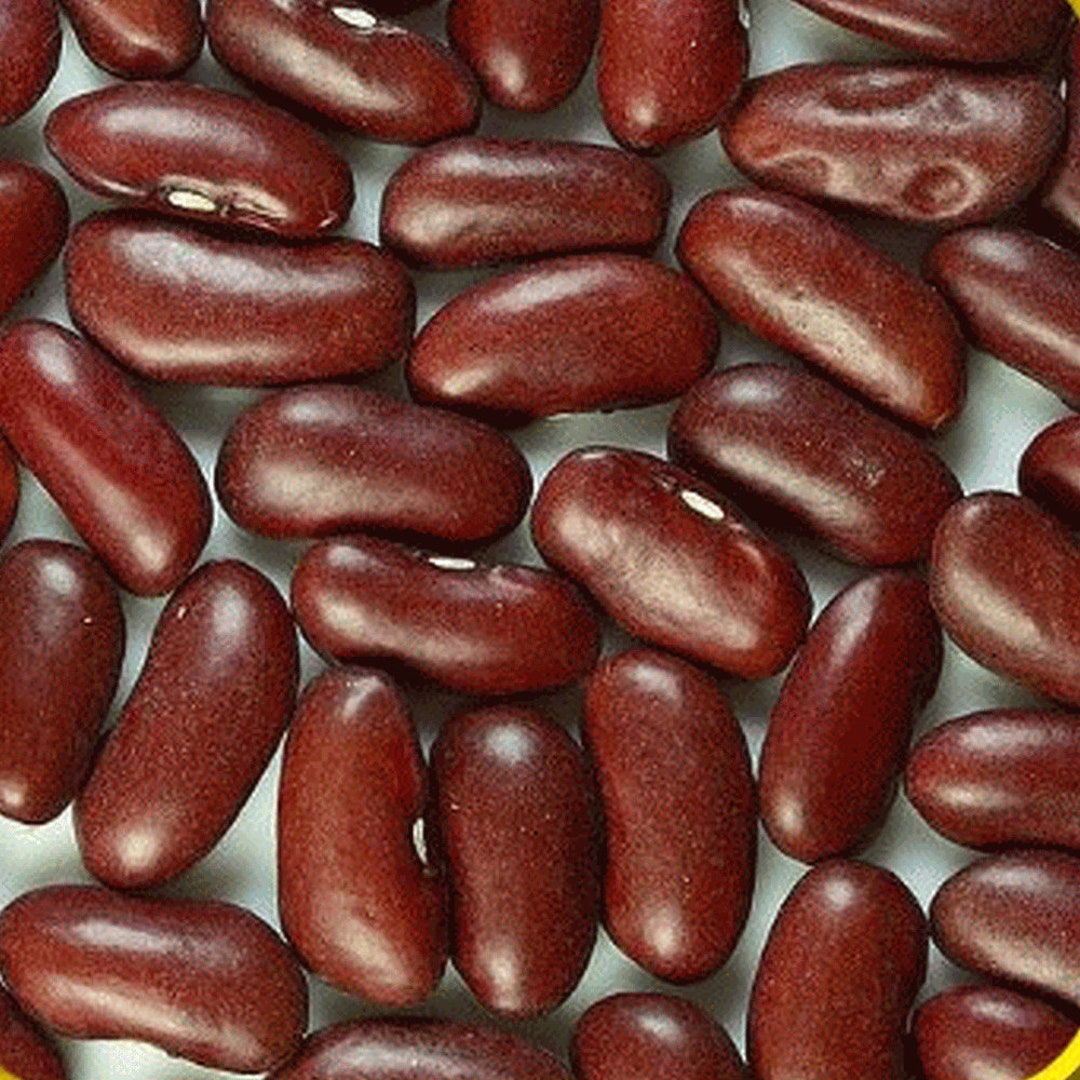 Montcalm Dark Red Kidney Bush Bean Seed - Etsy
