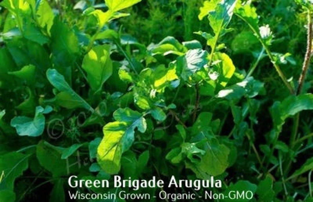 Green Brigade Arugula Seed | Various Packet Sizes | Eruca Vesicaria ...