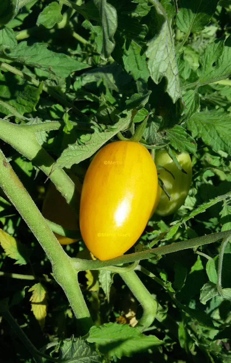 Artisan Blush Tiger Tomato Seeds Organically Grown - Etsy