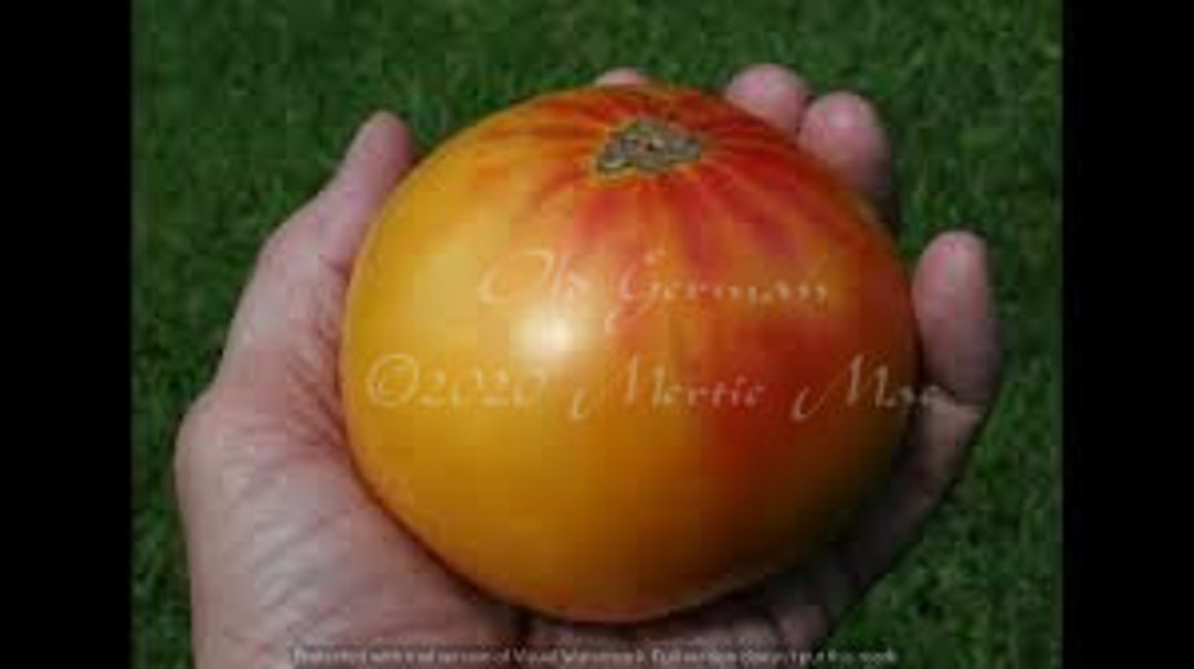 Old German Tomato Seed -- Organically Grown, Non-gmo, Heirloom, Made in ...