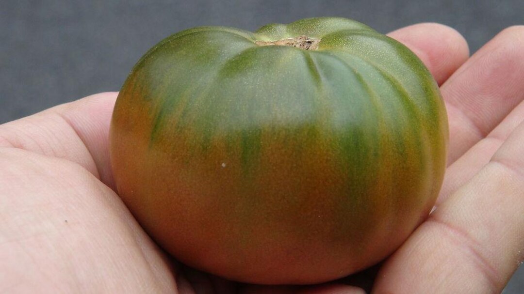Black Sea Man Tomato Seeds -- Organically Grown, Non-gmo, Heirloom ...