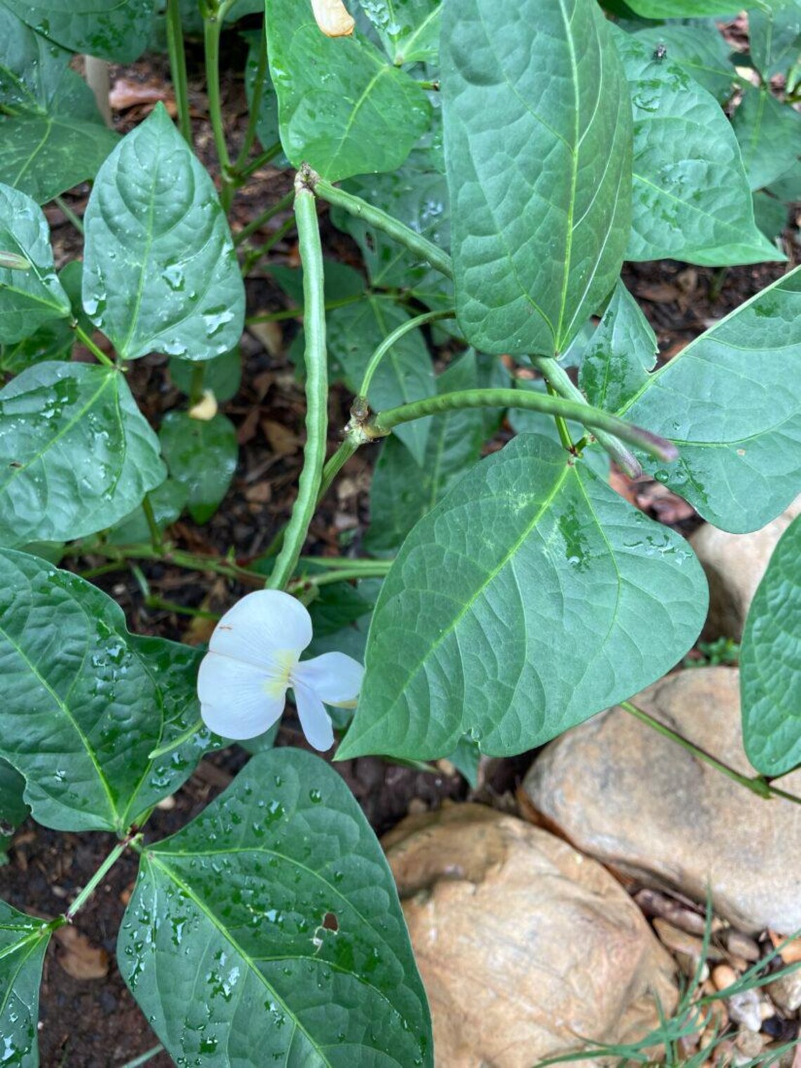 Lady Cowpea (southern Pea) Seeds -- Organically Grown, Non-gmo ...