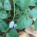 Lady Cowpea (southern Pea) Seeds -- Organically Grown, Non-gmo ...