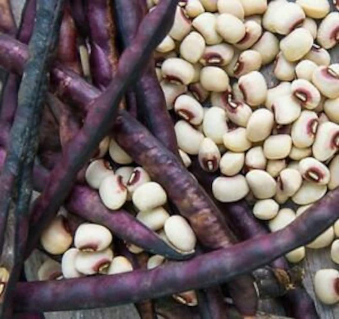Knuckle Purple Hull Cowpea (southern Pea) Seed - Etsy