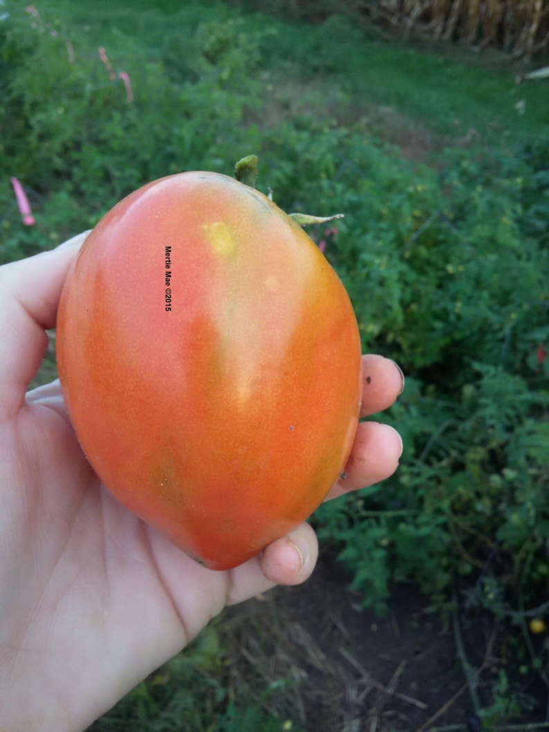 Anna Russian Tomato Seeds -- Organically Grown, Non-gmo, Heirloom, Made ...