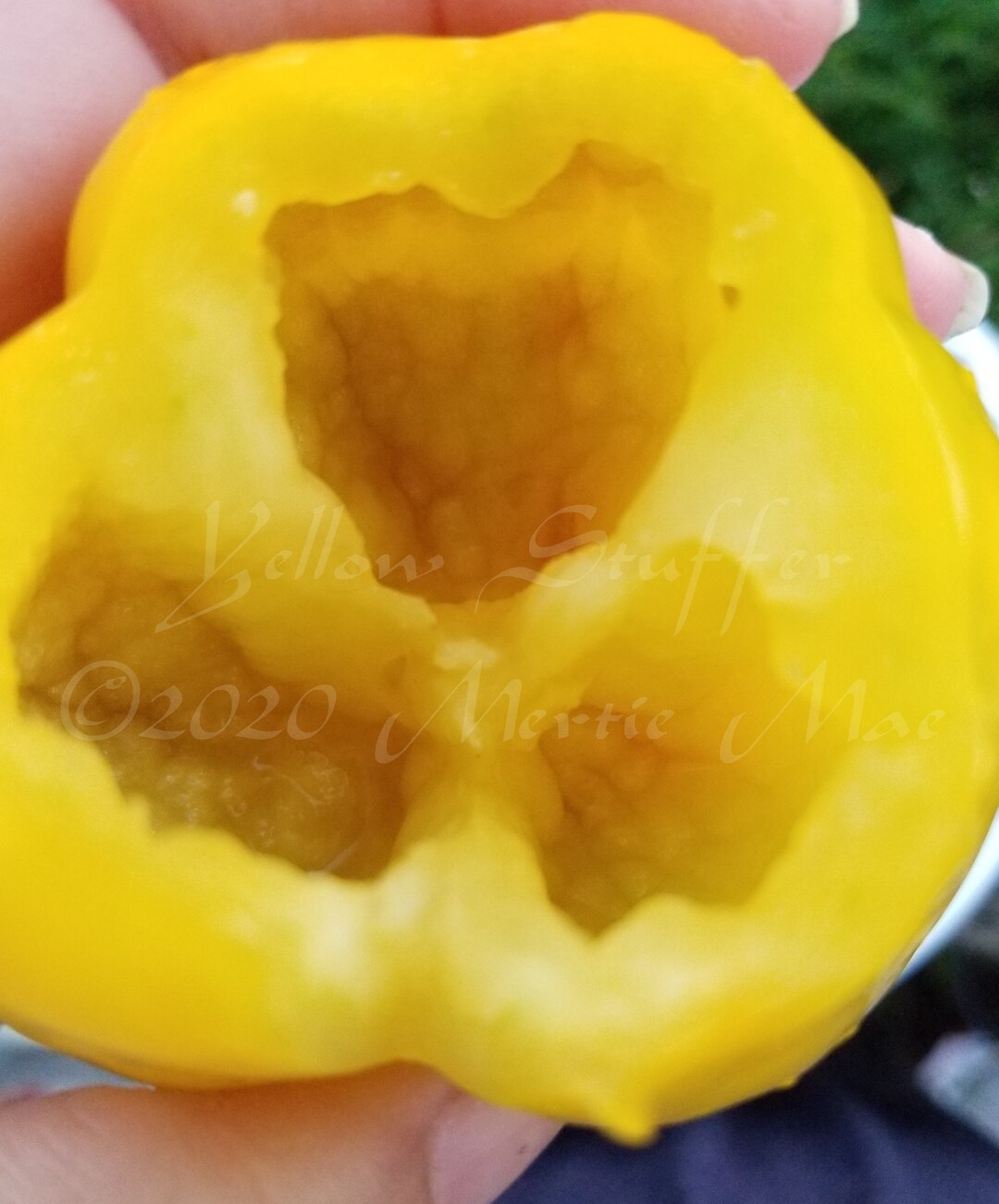 Yellow Stuffer Tomato Seeds -- Organically Grown, Non-gmo, Heirloom ...