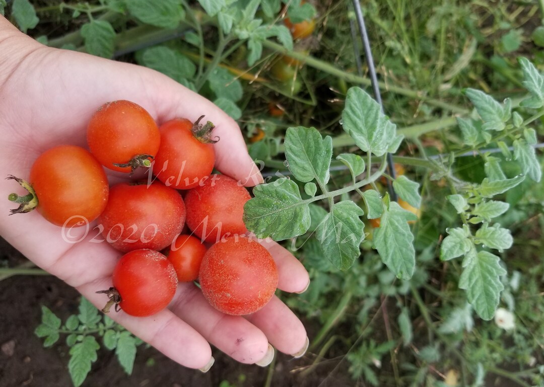 Velvet Red Tomato Seeds -- Organically Grown, Non-gmo, Heirloom, Made ...