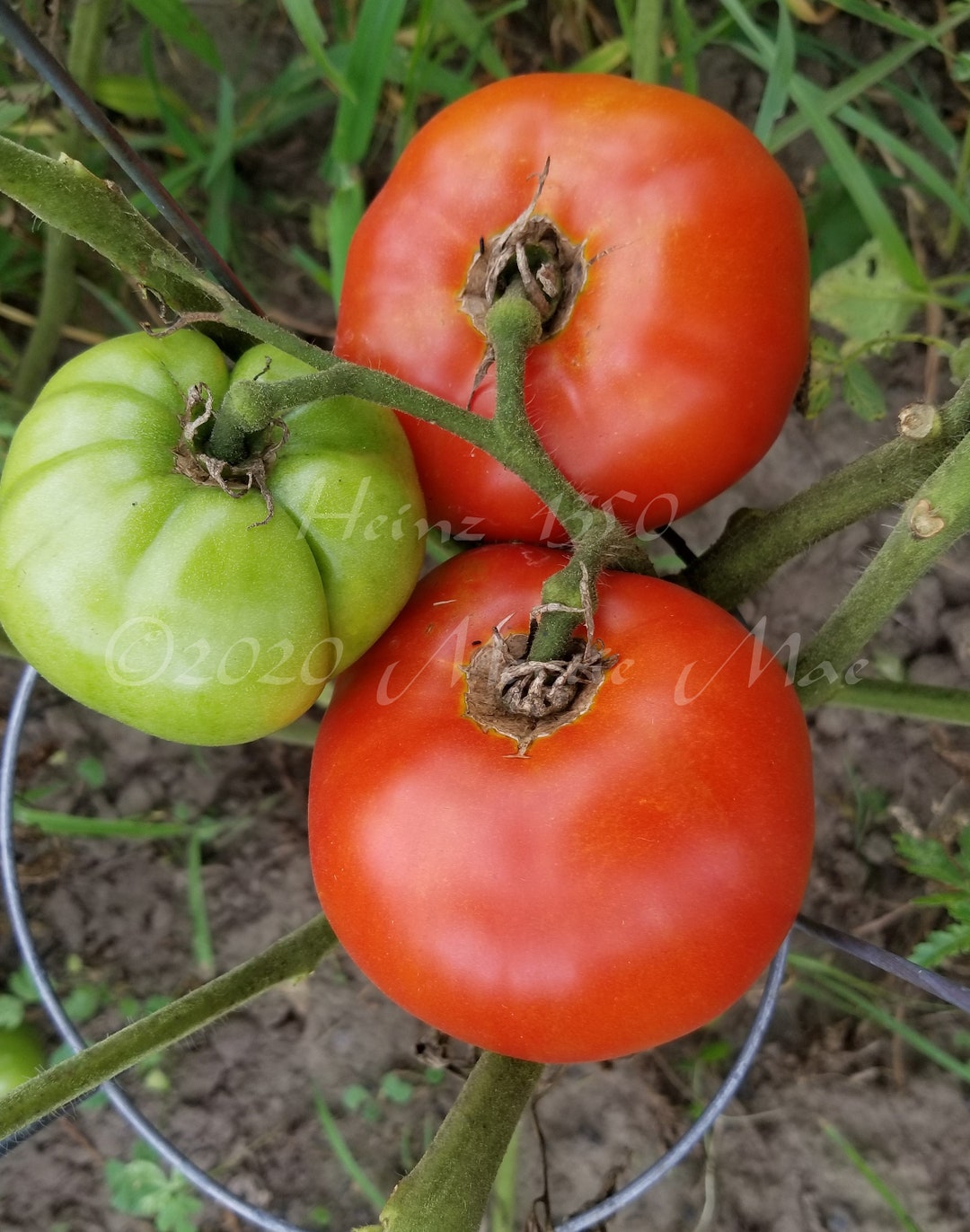Heinz 1350 Tomato Seeds -- Organically Grown, Non-gmo, Heirloom, Made in Wisconsin - USA - Etsy