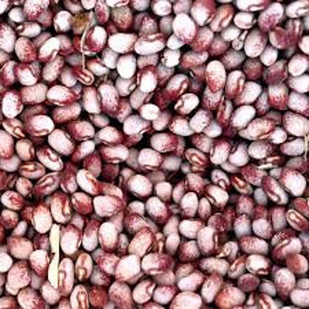 Mayflower Dry Pole Bean Seed - Etsy