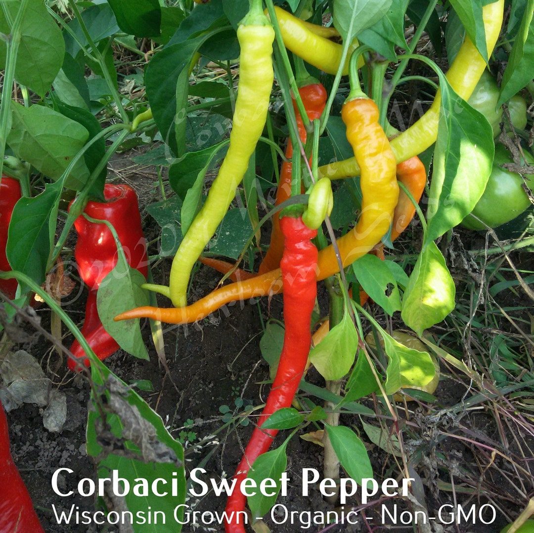Corbaci Sweet Pepper Seed | Various Packet Sizes | Capsicum Annuum ...