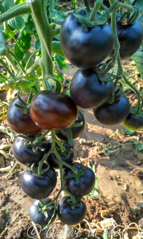 Cascade Village Blue Tomato Seed - Etsy