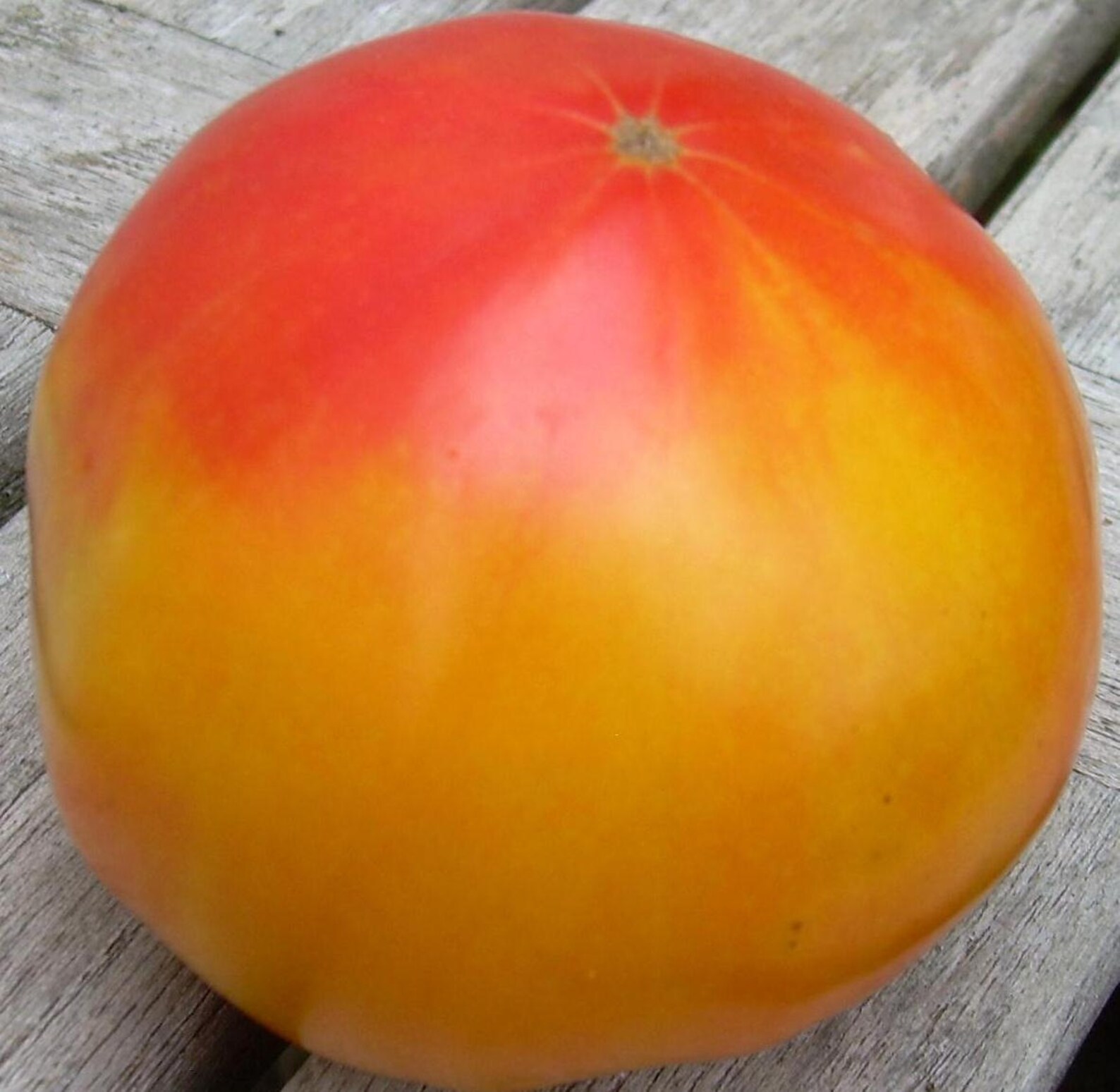 Virginia Sweets Tomato Seeds Organically Grown Non-gmo | Etsy