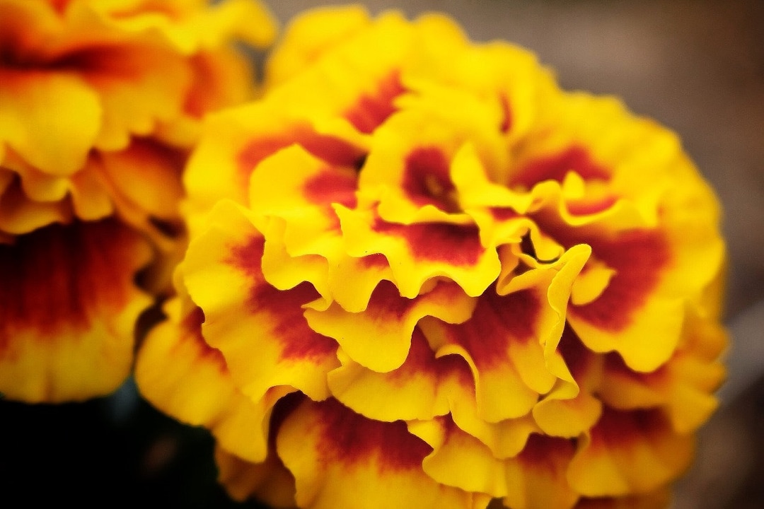 Flamenco Marigold Seeds -- Organically Grown, Non-gmo, Heirloom, Made ...