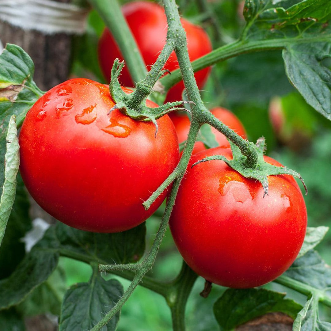 Rutgers Select Tomato Seed - Etsy