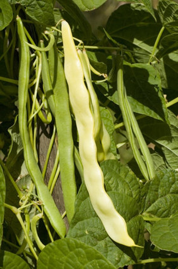 Outdoor & Gardening Home & Living Cannellini Lingot Dry Bush Bean Seed ...