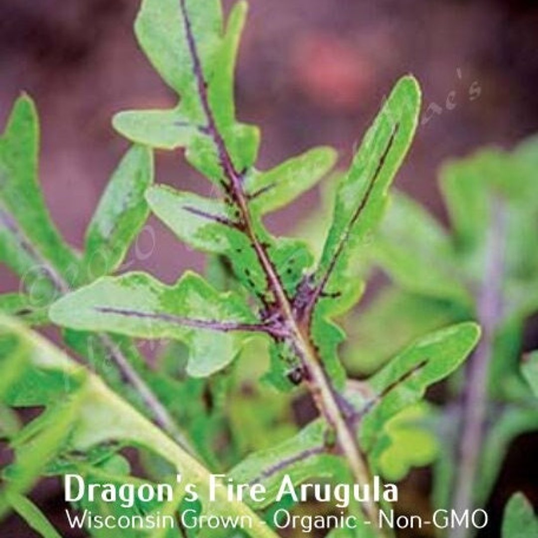 Dragon's Fire Arugula Seed | Various Packet Sizes | Diplotaxis ...