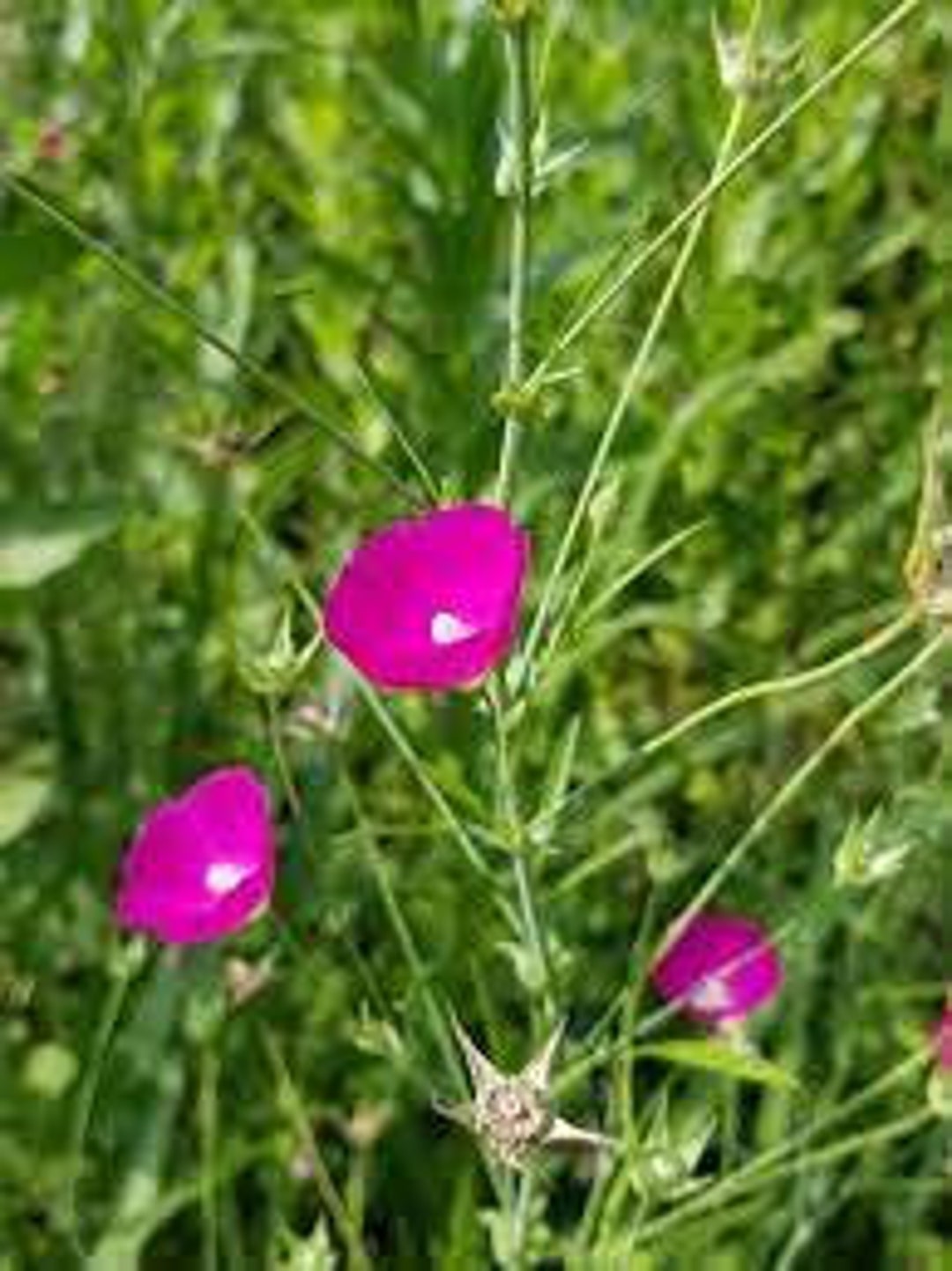 Fringed Poppy Mallow Seeds - Etsy