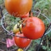 Bleeding Borg 9 Pepper Premium Seed Packet - Etsy