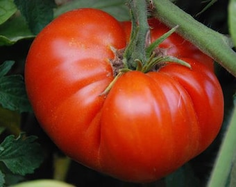USA SELLER German Strawberry Tomato 25 Seeds HEIRLOOM Solanum ...