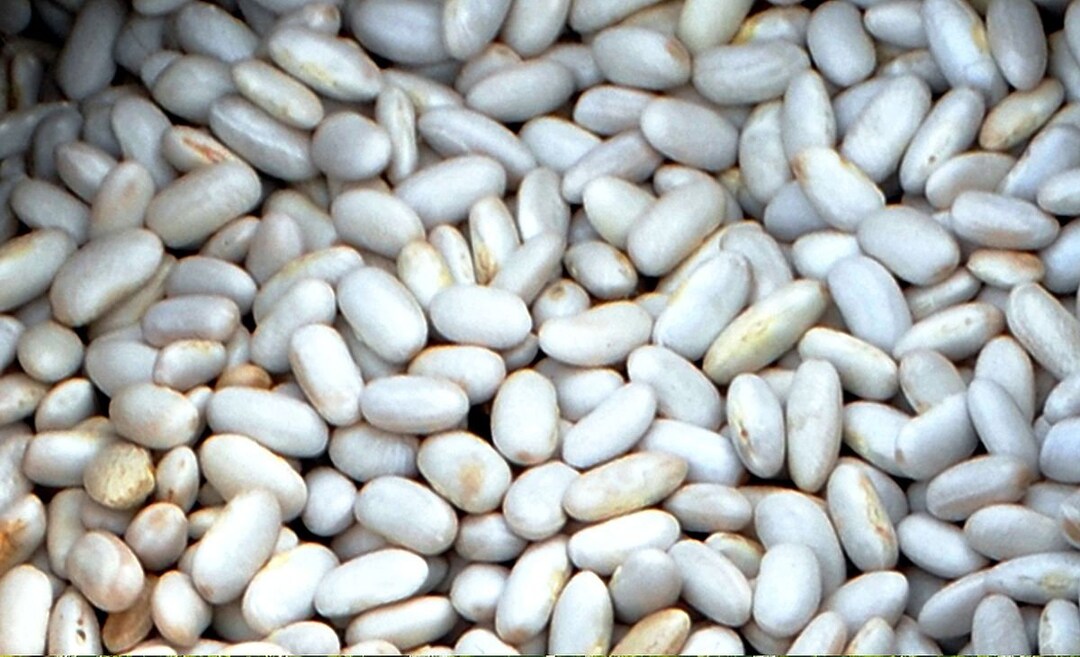 Cannellini Lingot Dry Bush Bean Seed - Etsy