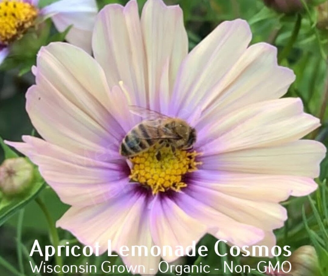 Apricot Lemonade Cosmos Seeds | Various Packet Sizes | Cosmos ...
