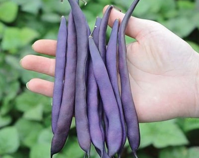 Sequoia Purple Romano Bean Seed - Etsy