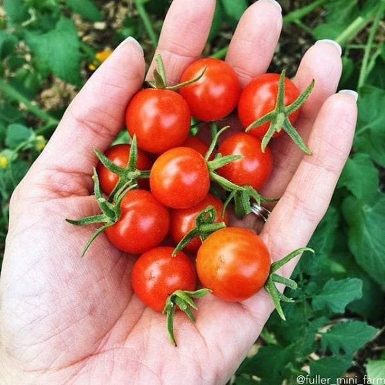 Small Red Cherry Tomato Seeds Organically Grown, Non-gmo, Heirloom ...