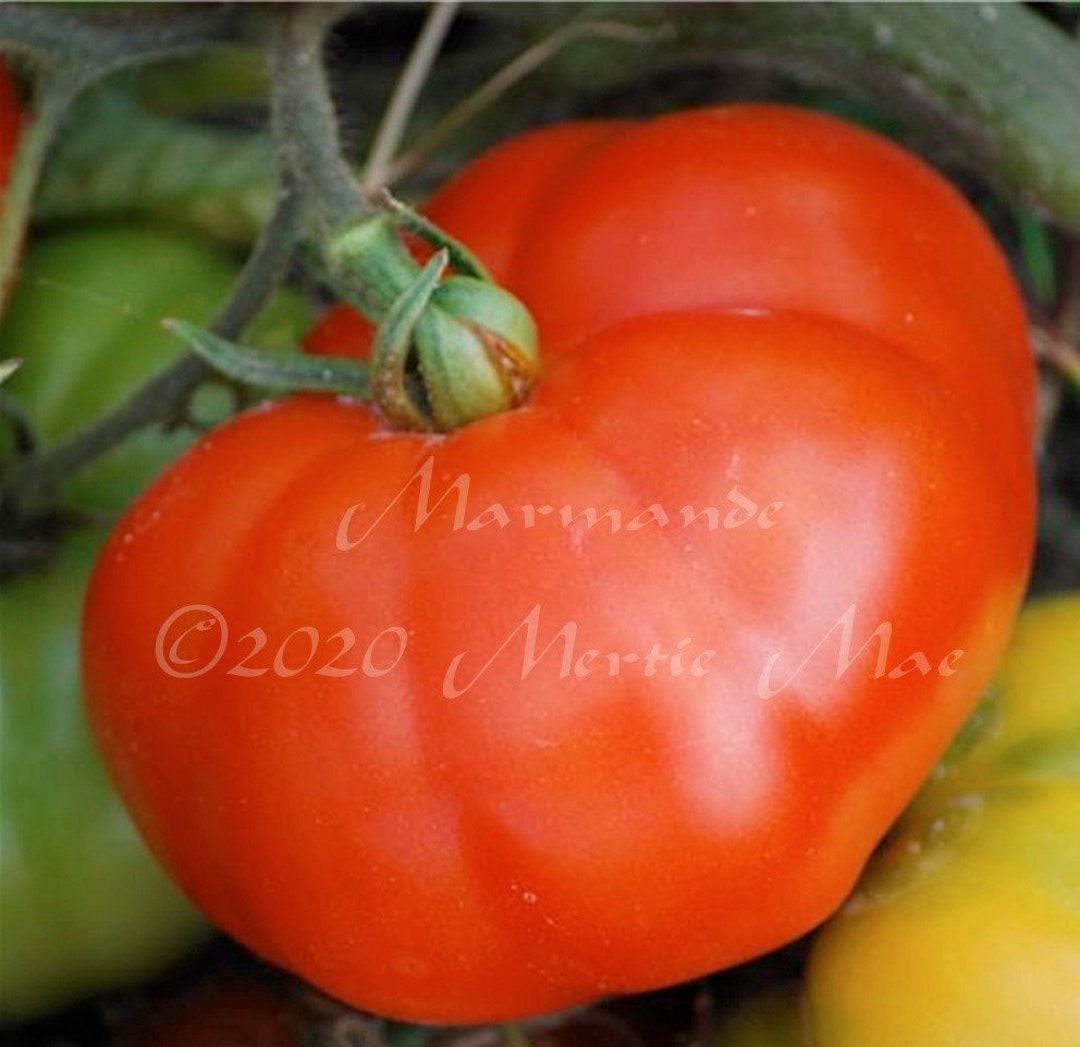Marmande Tomato Seed Organically Grown, Non-gmo, Heirloom, Made in ...