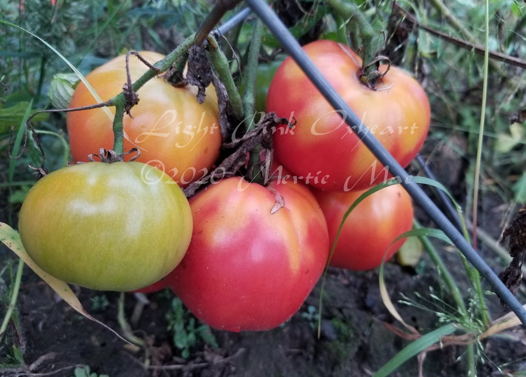 Light Pink Oxheart Tomato Seeds -- Organically Grown, Non-gmo, Heirloom ...