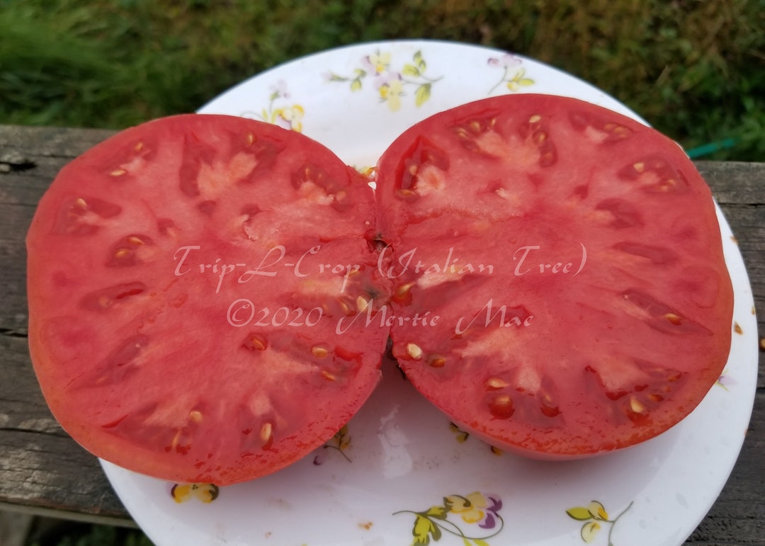 Trip-l-crop (italian Tree) Tomato Seeds -- Organically Grown, Non-gmo ...