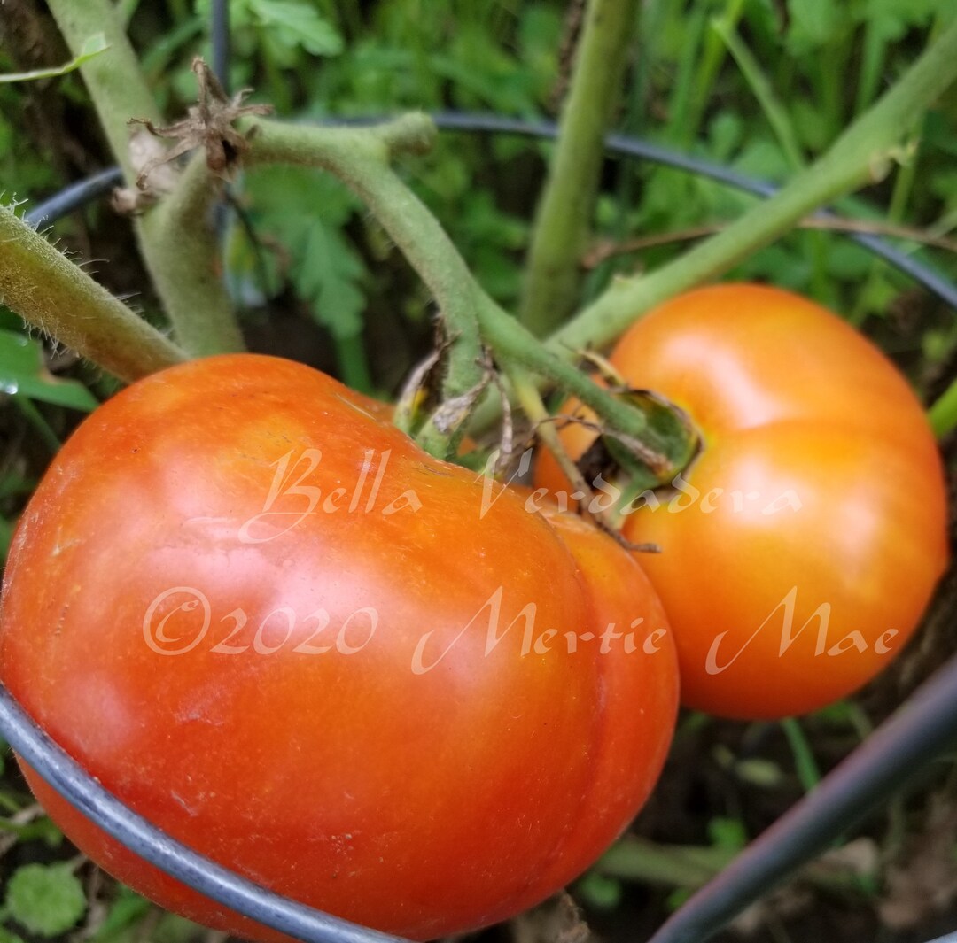 Bella Verdadera Tomato Seeds -- Organically Grown, Non-gmo, Heirloom ...