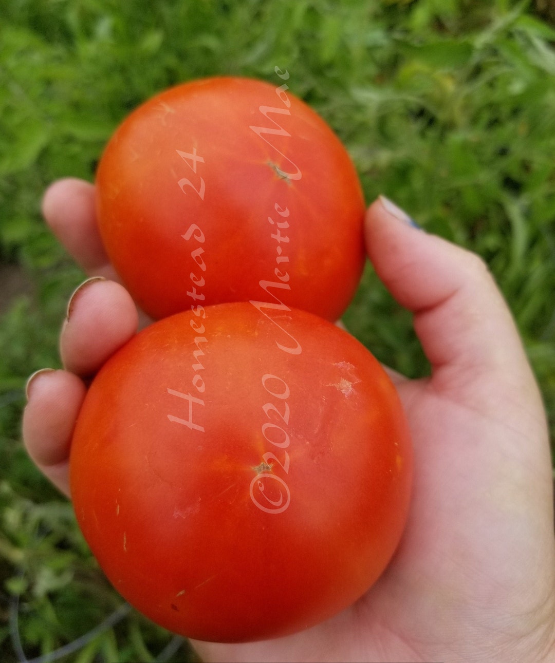 Homestead 24 Tomato Seeds -- Organically Grown, Non-gmo, Heirloom, Made ...