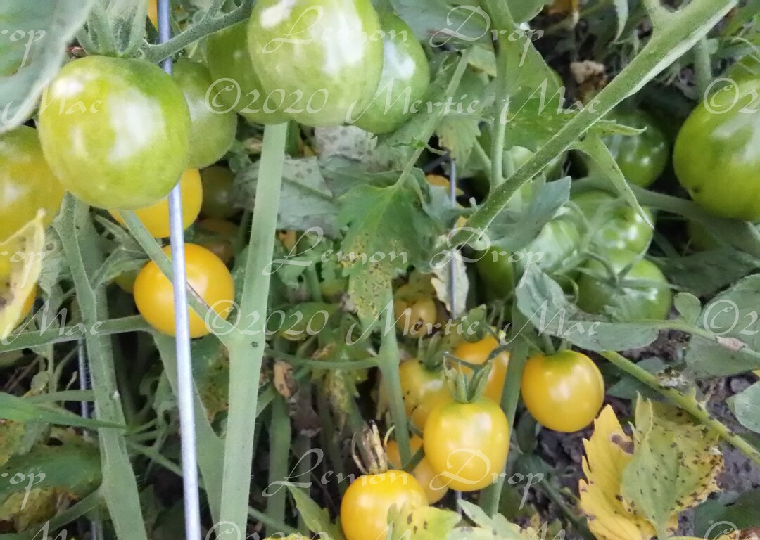 Lemon Drop Tomato Seed -- Organically Grown, Non-gmo, Heirloom, Made in ...