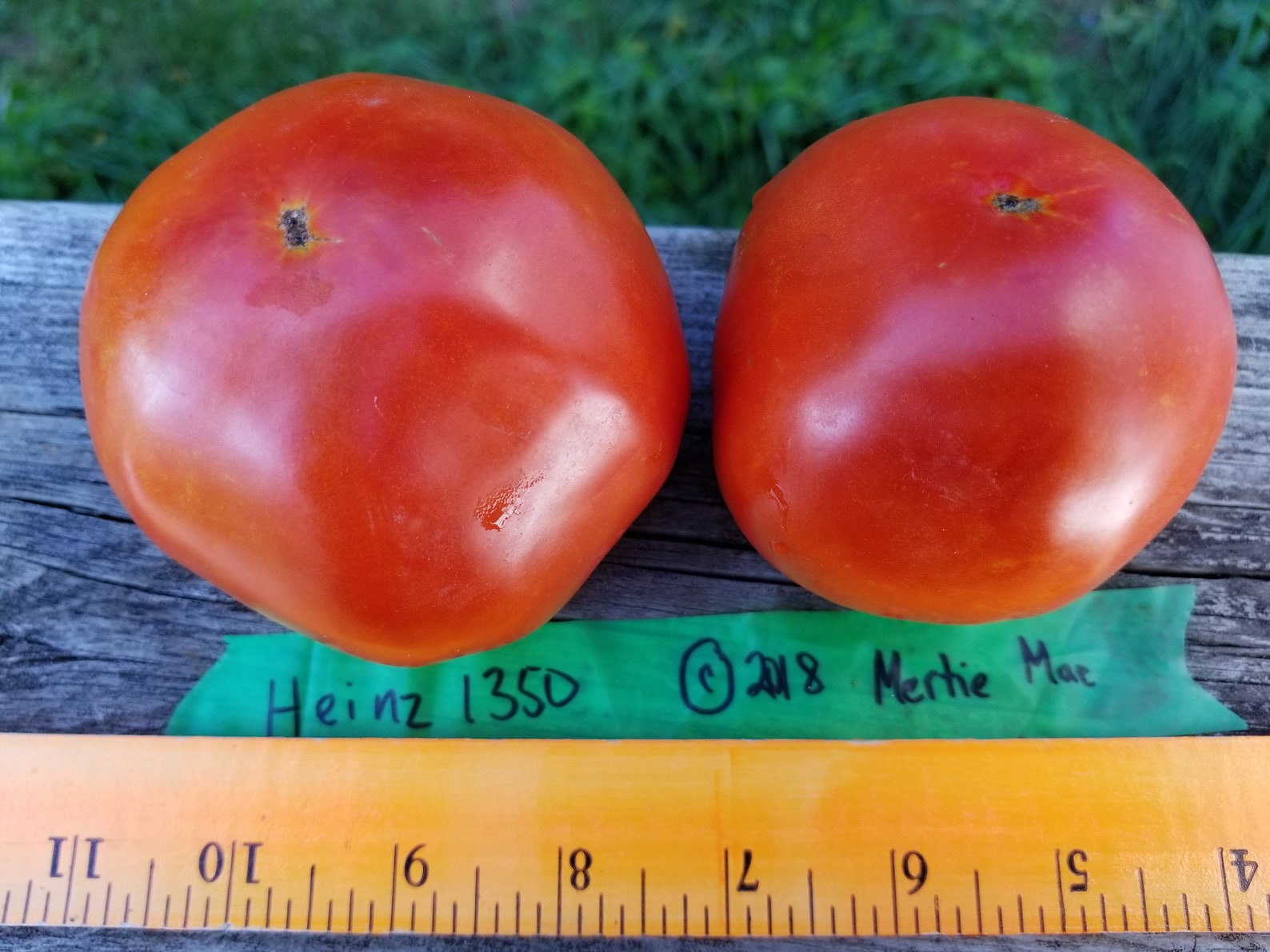 Heinz 1350 Tomato Seeds Organically Grown Non-gmo - Etsy