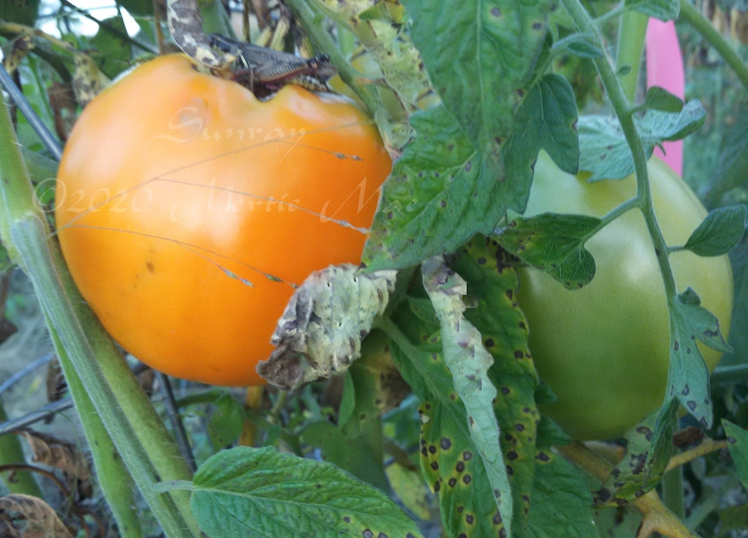 Sunray Tomato Seeds -- Organically Grown, Non-gmo, Heirloom, Made in ...