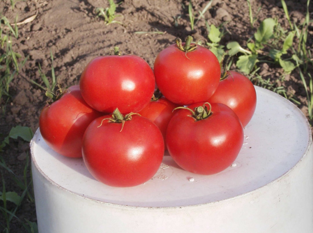 Wisconsin 55 Tomato Seeds -- Organically Grown, Non-gmo, Heirloom, Made ...