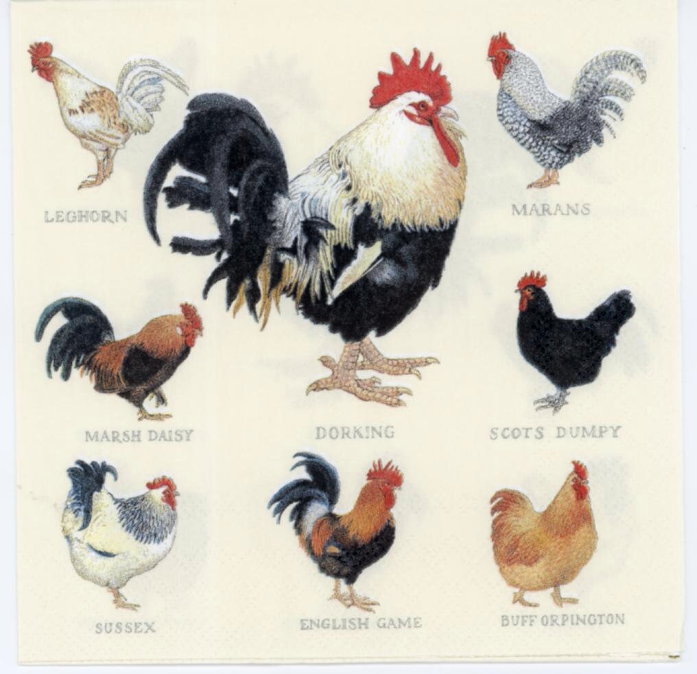 4 Decoupage Napkins | Chicken Breeds Collection | Chicken Napkins ...