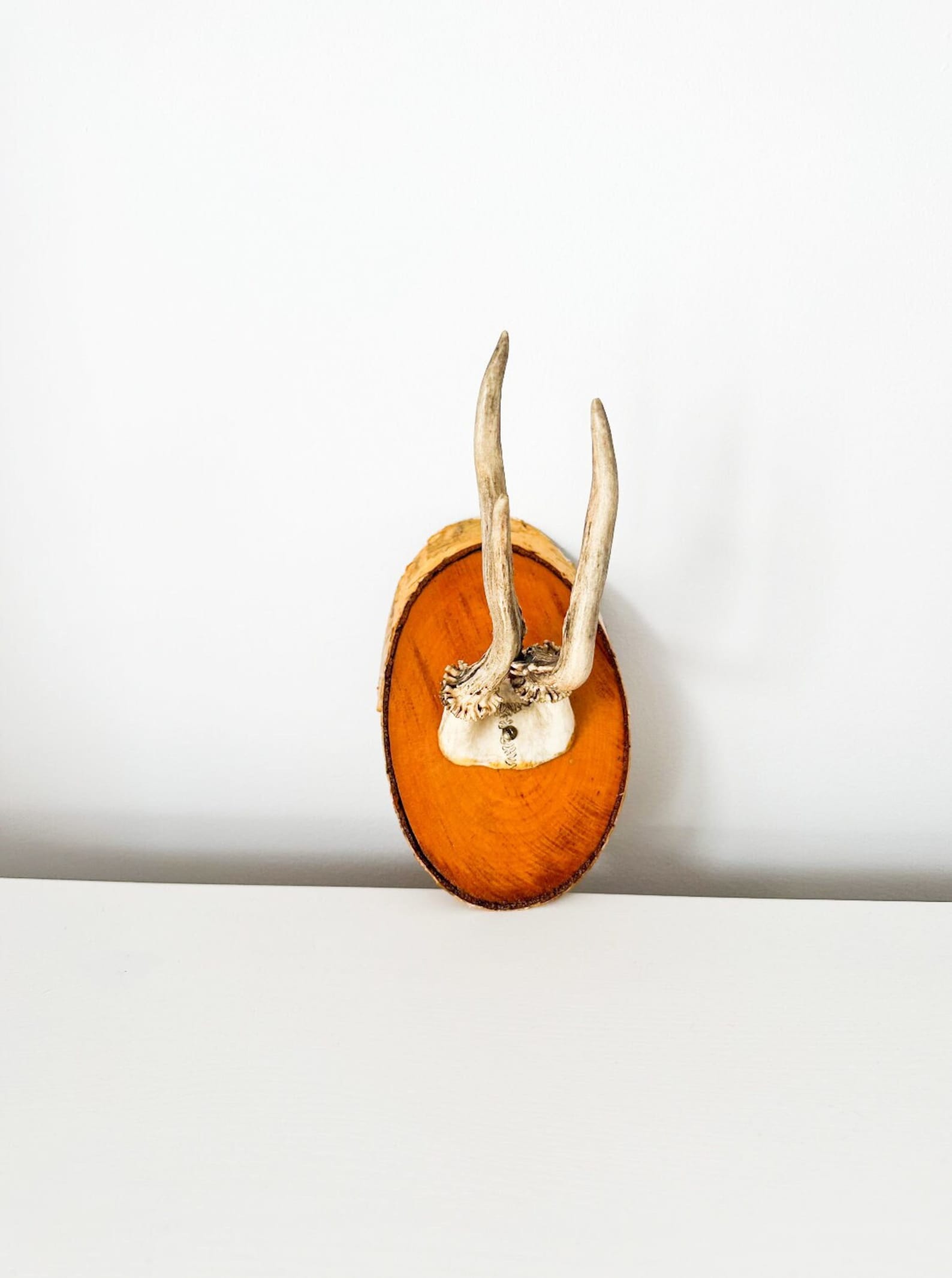 Antique Roe Buck Deer Antlers Mounted on Decorative Hand-carved Dark ...