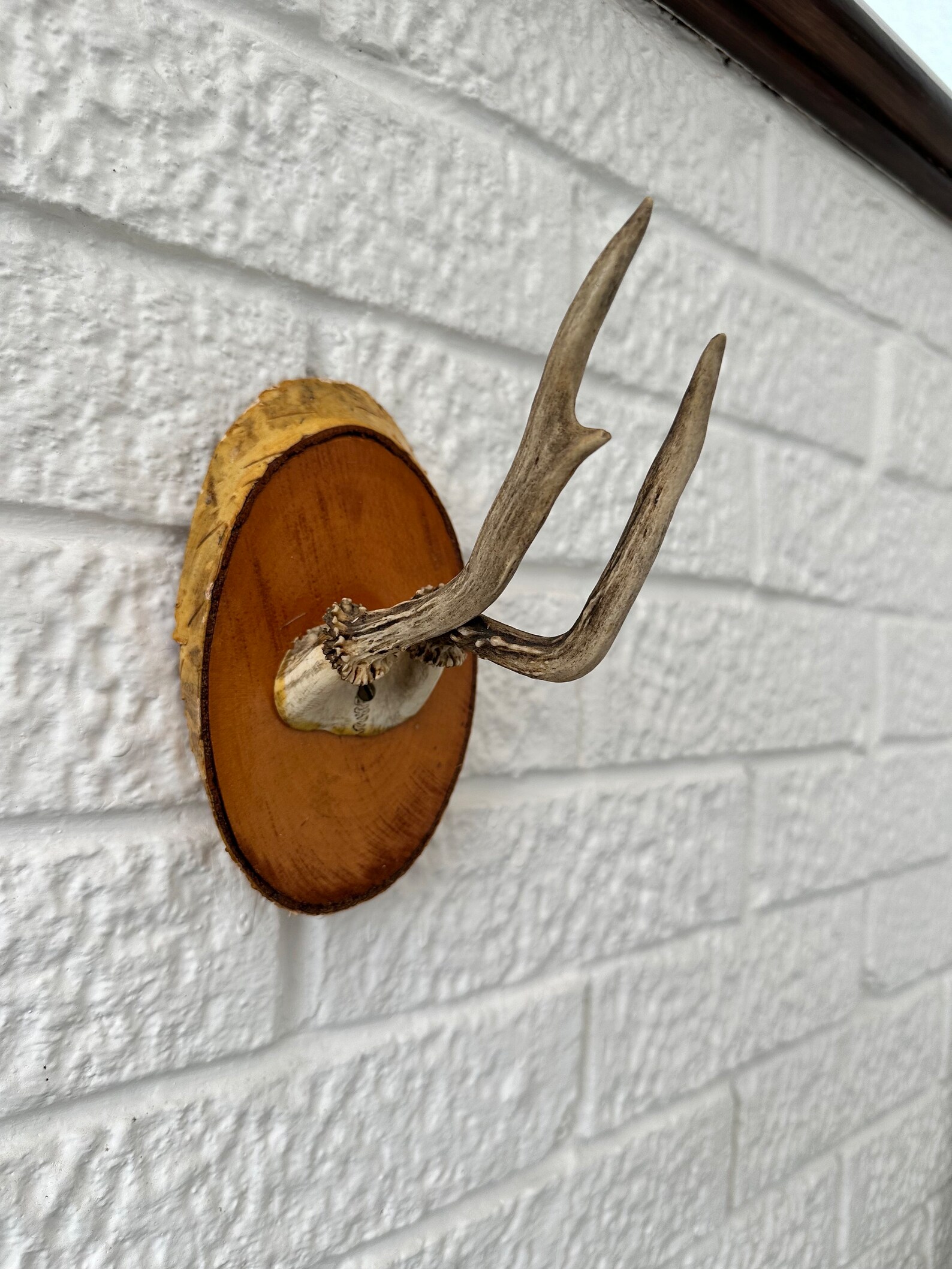 Antique Roe Buck Deer Antlers Mounted on Decorative Hand-carved Dark ...