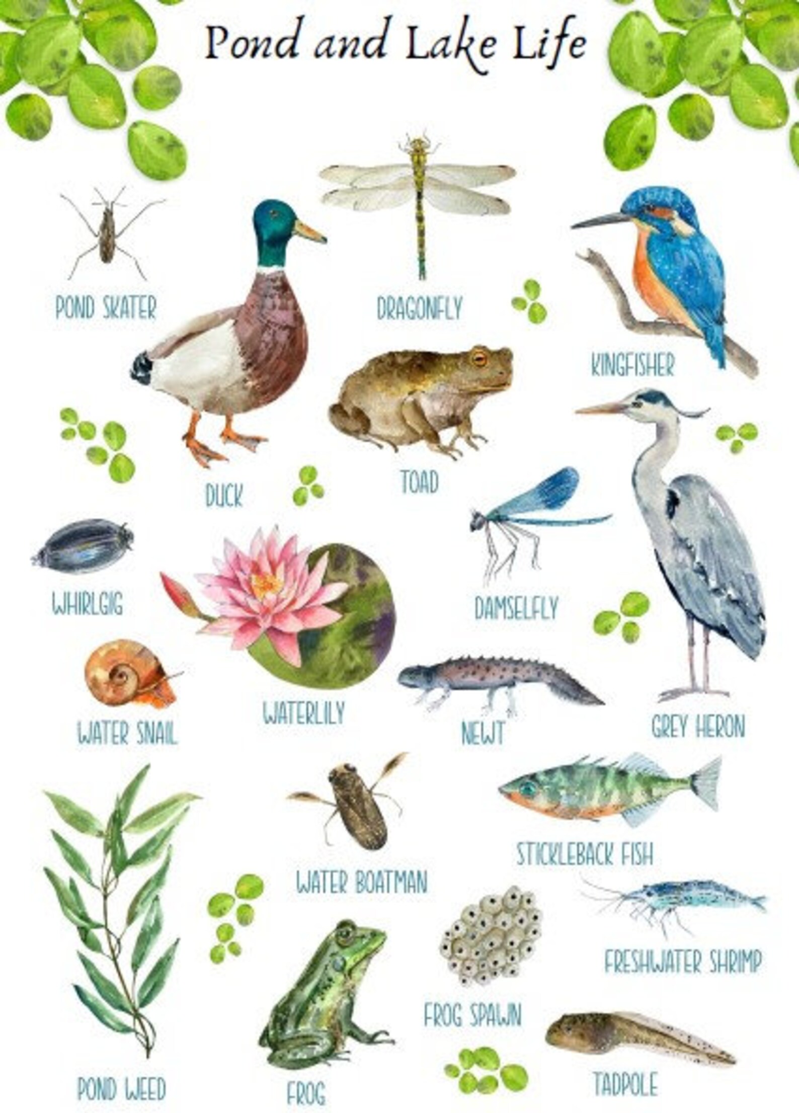 The Raft Mini Picture Book Guide - Etsy