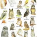 Owl Learning Set - Etsy