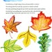 Fletcher and the Falling Leaves Mini Picture Book Guide - Etsy