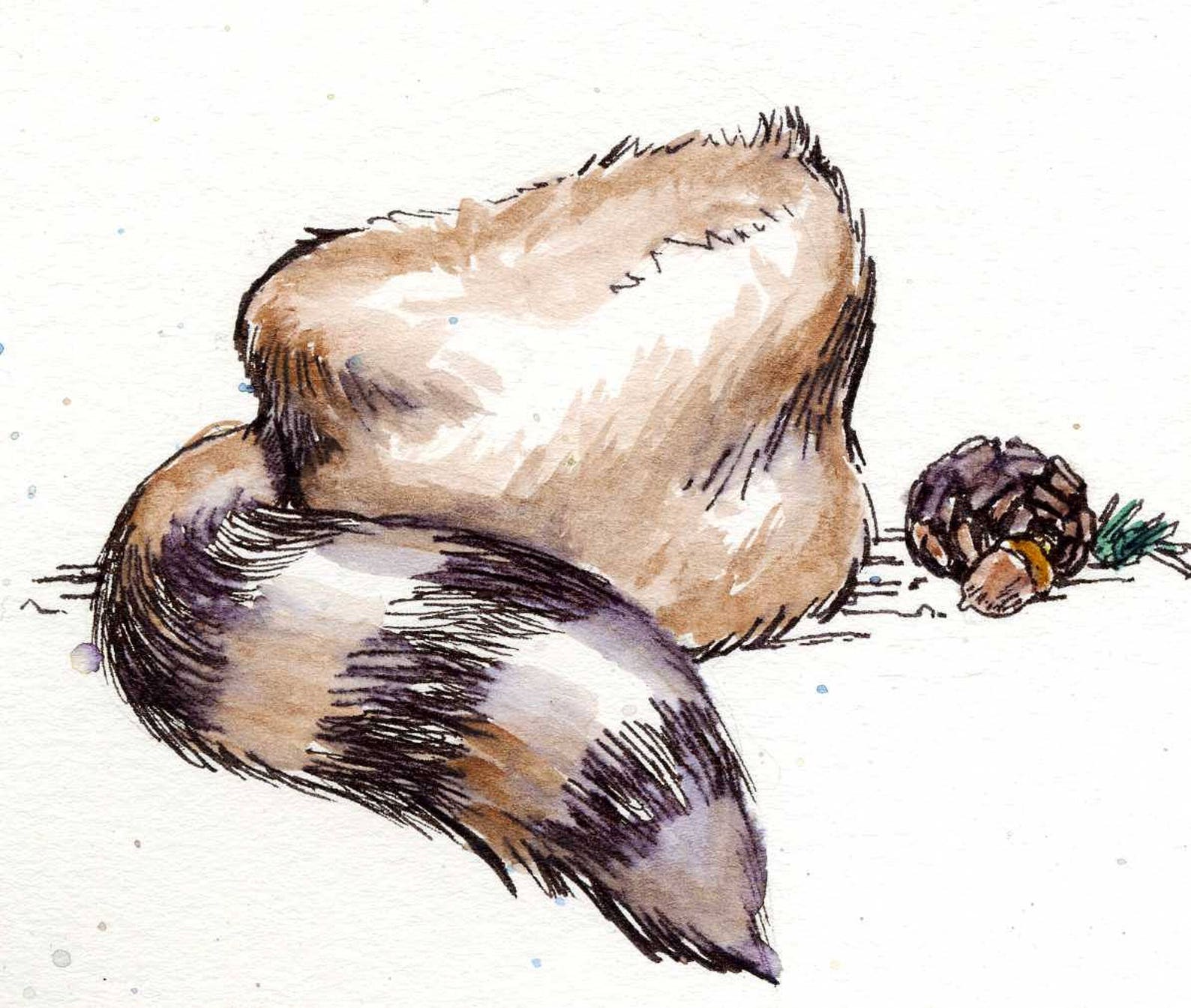 Davy Crockett Folk Tale Guide - Etsy