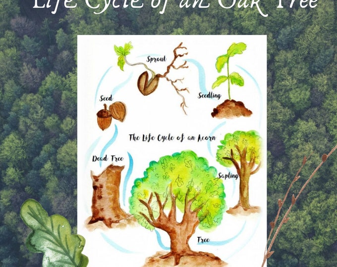 Oak Tree Life Cycle Pack - Etsy Canada