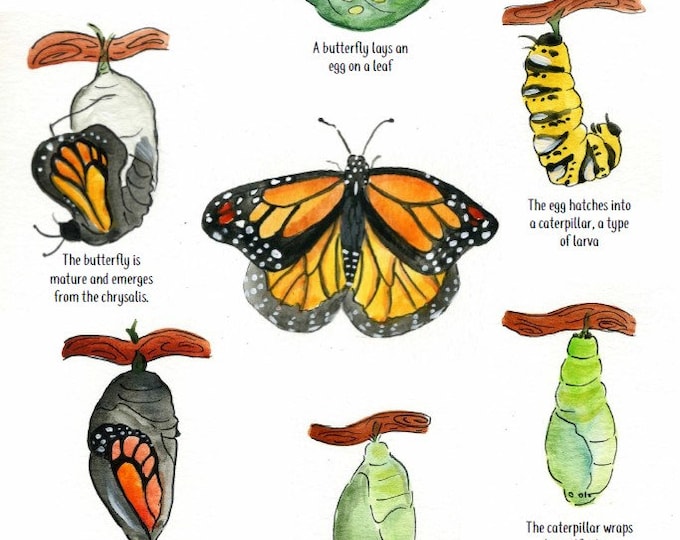 Tree Branch Identification Printable - Etsy Canada