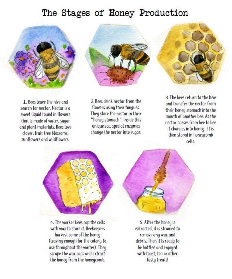Honey Bee Learning Set and Chart - Etsy
