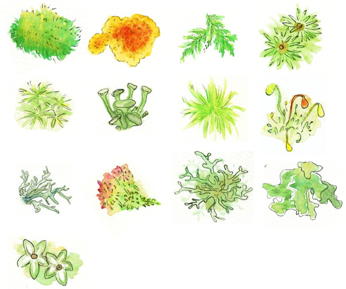 Mossy Turtle Match Printable Game | Etsy