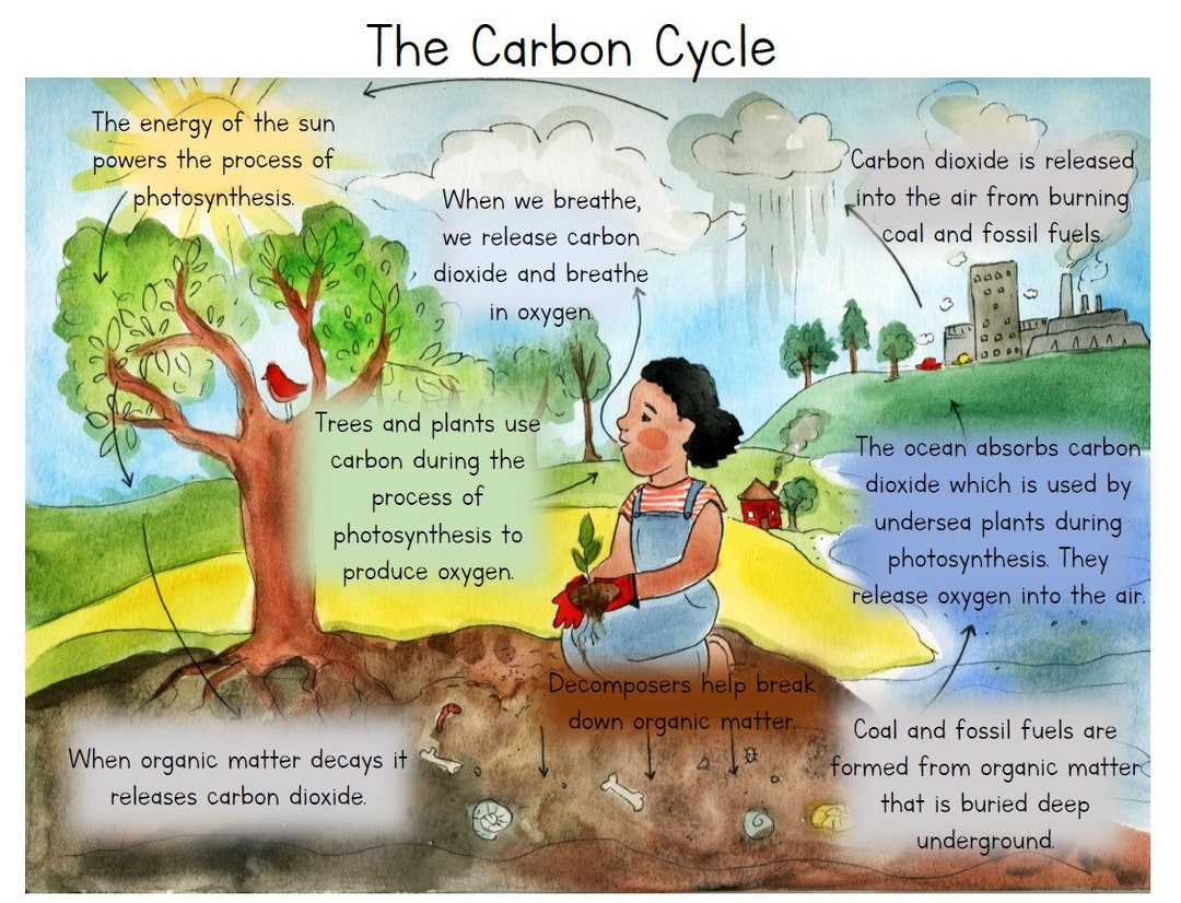The Carbon Cycle Printable Poster - Etsy Australia